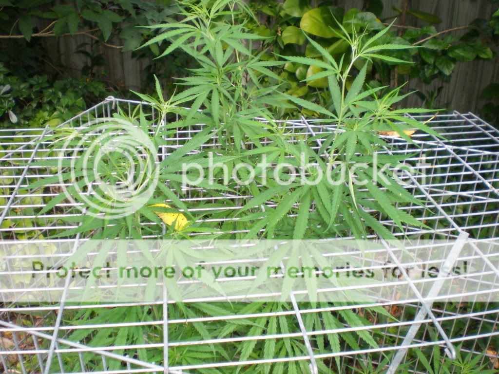 Florida Outdoor 2009 | Page 2 | Rollitup